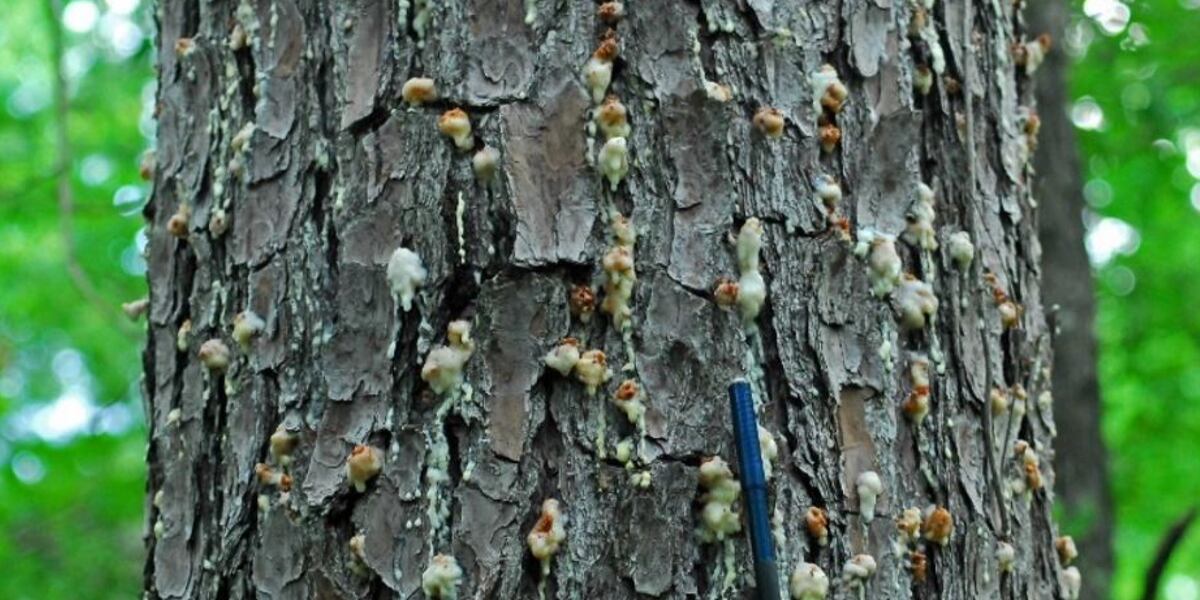 Pine Trees In Pine Belt Being Devastated By Beetles Drought